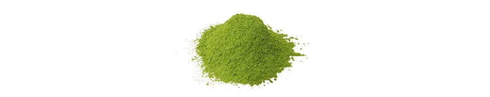 Matcha tea, matcha čaj - zelená energie ☕️ | GourmetKava